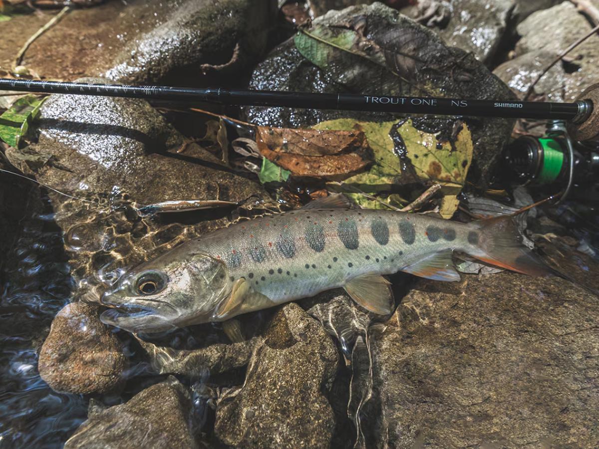 Trout One NS – JDM TACKLE HEAVEN
